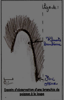tp dissection du poisson :: svtbeaucourt
